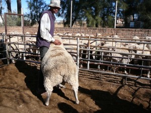 Letelle Sire Dimension | Falkirk Quality Animal Genetics